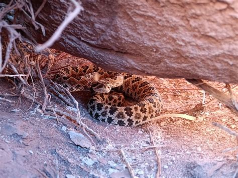 Rattlesnake Safety In Central Oregon Think Wild Wildlife Hospital
