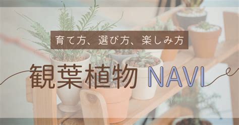 観葉植物がほしいけど虫が気になる お庭の専門店ニワナショナル東京埼玉