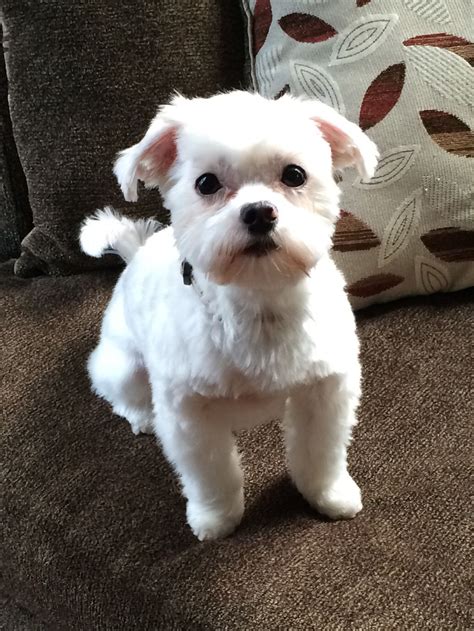 Maltipoo Lilys Haircut Ideas
