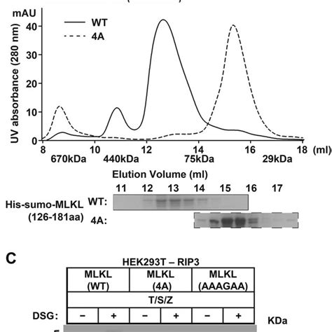 Mlkl Kld Dimerization Mutant Blocks Necroptosis By Preventing Mlkl Download Scientific Diagram