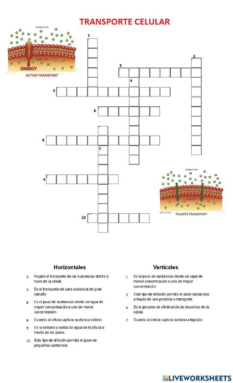 Hoja De Trabajo Sobre El Transporte Celular