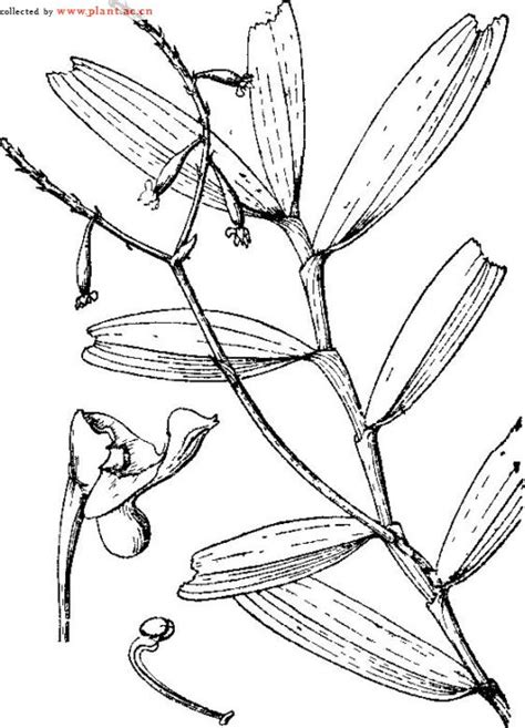 小叶寄树兰Robiquetia succisa 植物图片库 植物通
