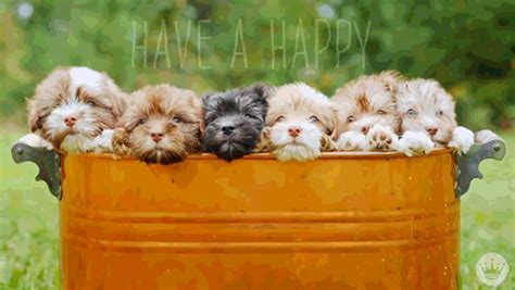 Today Is Wife Of Baths Birthday Literotica Discussion Board