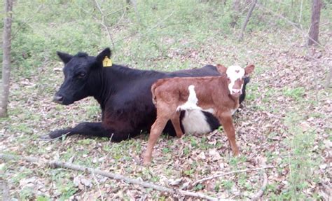 Reader S Update Calving Slowed Whew Slow Turning A Big Ship Living Sensical Press