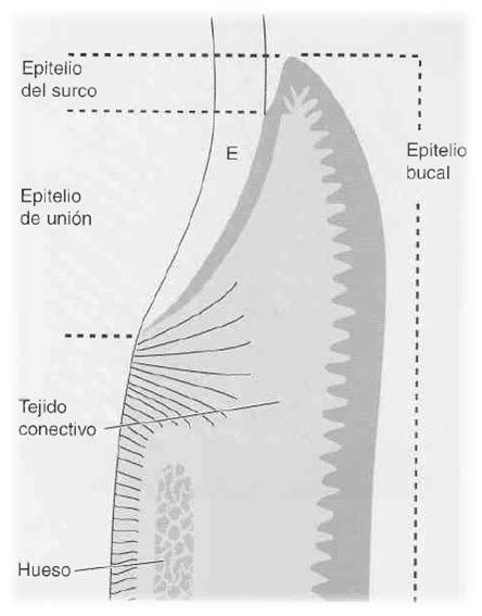 Periodoncia Para Principiantes Espesor Biologico
