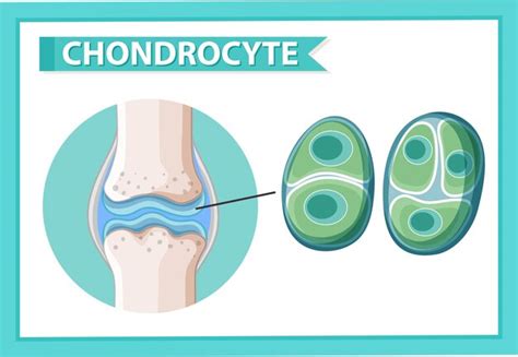 Chondrocyte Vectors And Illustrations For Free Download