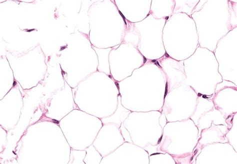 Histology Slides For Review Flashcards Quizlet