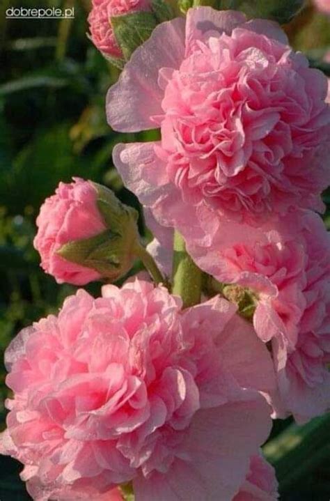 Pin by Mary G on Flowers | Flower arrangements, Amazing flowers, Flower ...