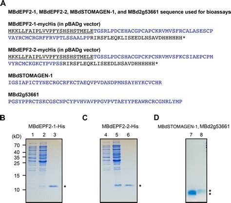Fig S7 Amino Acid Sequence Expression And Purification Of Bioactive