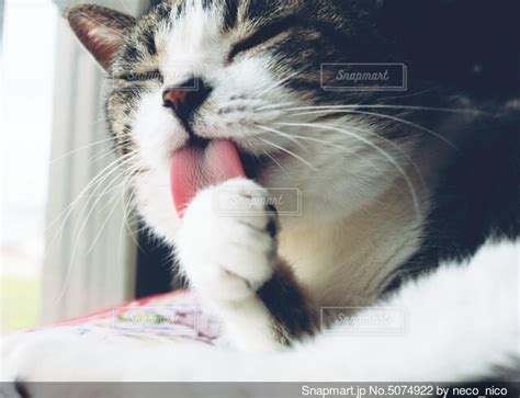 猫の毛づくろいの写真・画像素材 Snapmart（スナップマート）