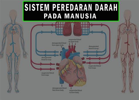 Sistem Peredaran Darah Materi IPA Tema Kelas SD Kurikulum Coretan Guru
