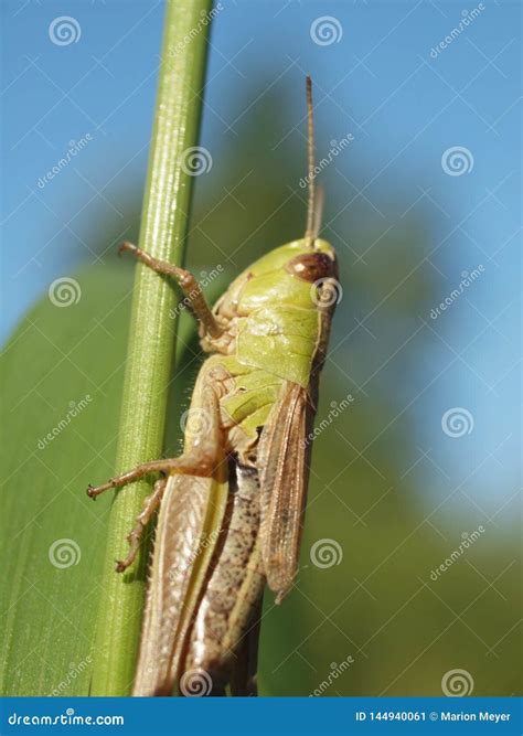 Macro Of A Green Grasshopper Balancing On A Blade Of Grass Stock Image