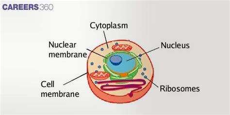 Nucleus Definition Types Examples Diagram Questions