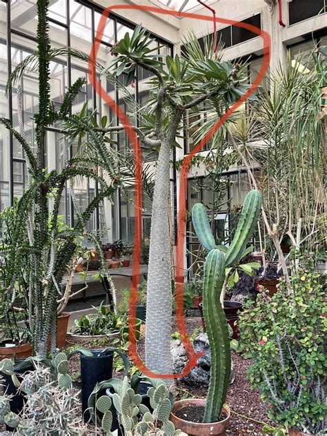 What Is This Spiky Tree R Whatsthisplant