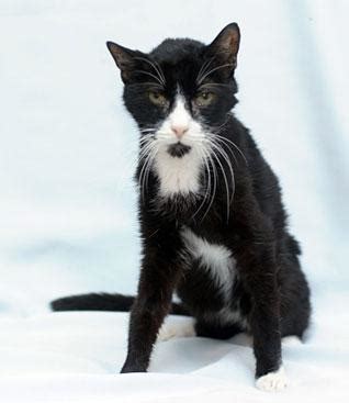 Feline Nutrition Dont Let Your Senior Cat Become A Skinny Old Kitty