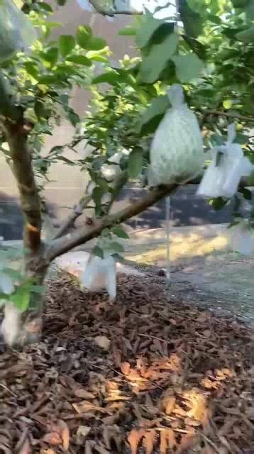 社頭珍珠芭樂，紅心芭樂 在地小農 自產自銷 自然甜脆 低gi水果 蝦皮購物