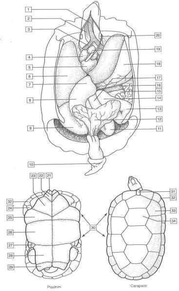 Tortoise Anatomy