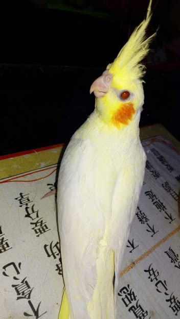 ಠಠ 玄鳳 走失 【絕望發噗】因為太難過了所以用偷偷說曾經在2019年11月左右送養過一隻亞成鳥的黃化玄鳳給遊戲群組的朋友然後前幾天想問問看那孩子近況，結果今天收到「飛走