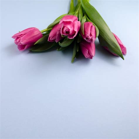 Premium Photo Bunch Of Pink Tulips Bouquet Spring Summer Easter Fresh