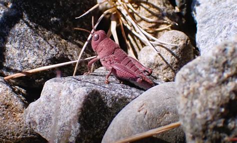 A Once In A Lifetime Sighting Rare Pink Grasshopper Spotted In New Zealand
