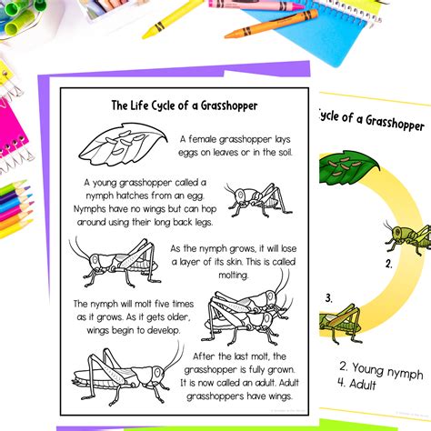 Life Cycle Of A Grasshopper Insect Foldable Sequencing Science Activity