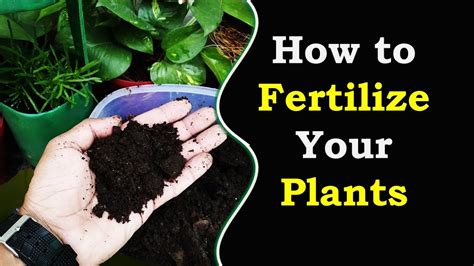 How To Fertilize Your Plants Youtube