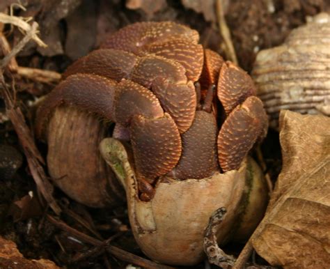 Top 16 Common Types Of Hermit Crabs As Pets TROPICAL FISH ANSWERS