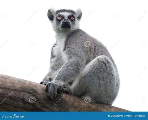 Lemur Isolated On White Background Portrait Of Ring Tailed Lemur