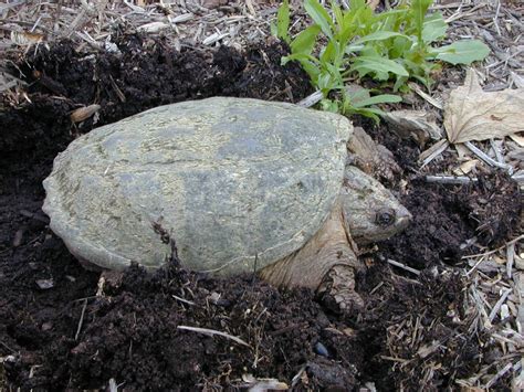 Colvin Run Habitat Snapping Turtle In The Mulch Also