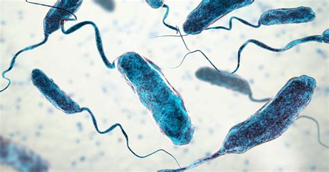Understanding Vibrio Vulnificus And Ensuring Food Safety