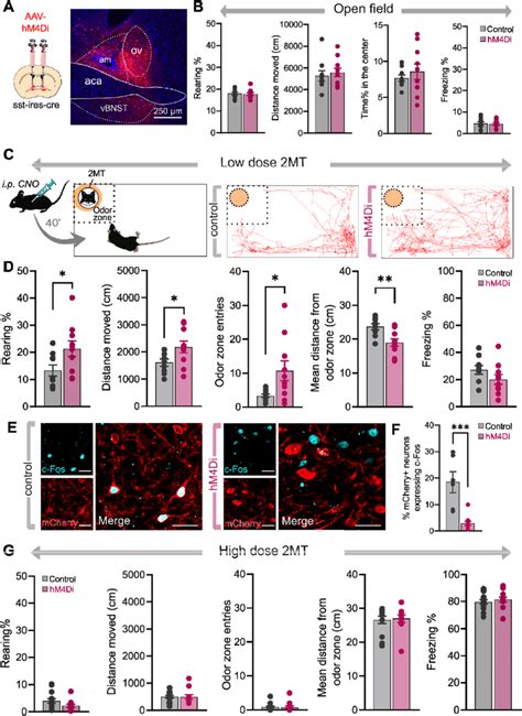 Chemogenetic Inhibition Of Bnst Sst Neurons Reduces Fear Response Under