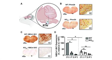 Absence Of Nbce1 Bc Expression In The Brainstem Medulla Of Ko Bc