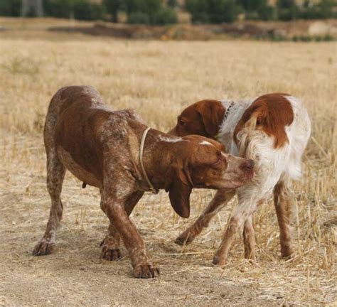Conoce Cuáles Son Los Anticonceptivos Para Perros
