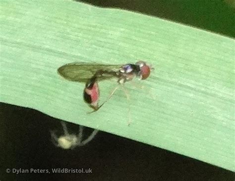 Gossamer Hoverfly Baccha Elongata Species Wildbristoluk
