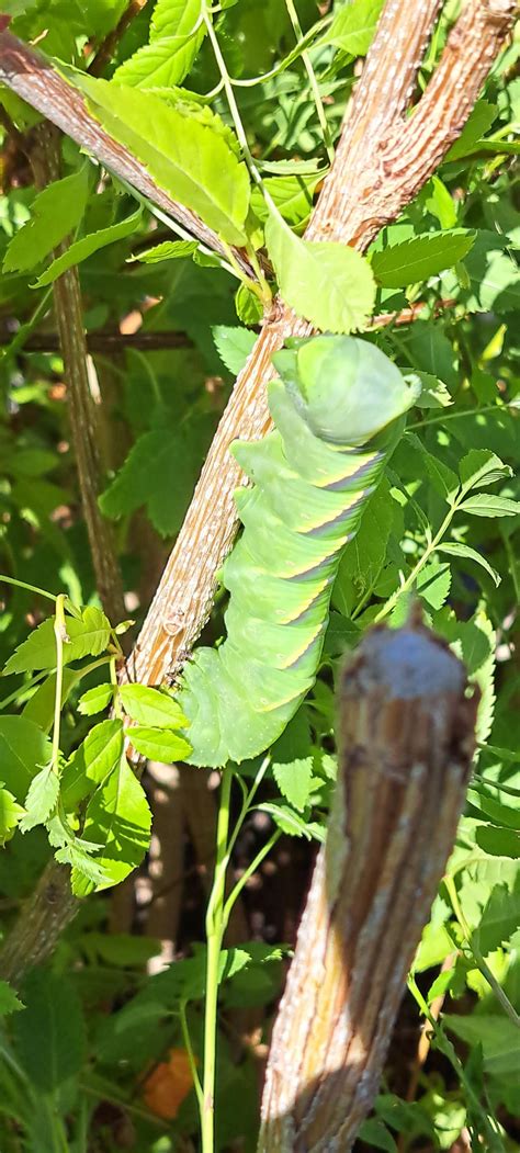 This Big Caterpillar What Will It Become Rwhatisthisbug