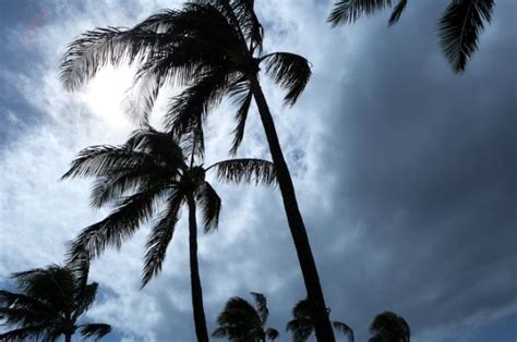 Caring For Your Magnolia Trees Aardvark Tree Service