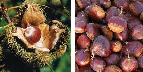 American Chestnut Nut Identification
