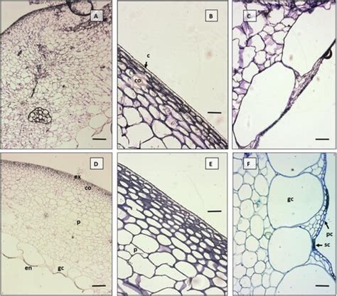 Full Article Phytochemical Evaluation Of The Fruits And Green Biomass