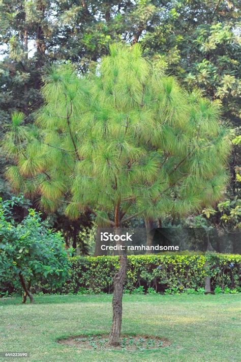 공원 나무와 숲 풍경 0명에 대한 스톡 사진 및 기타 이미지 0명 겨울 경관 Istock