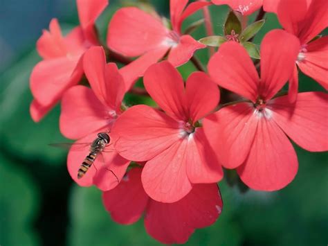 Premium Photo Hoverfly