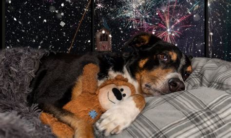 Por Que Alguns Cachorros Têm Medo De Fogos De Artifício E Outros Não