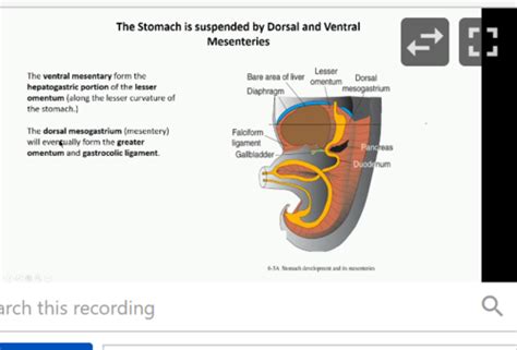 Gi Embryology Flashcards Quizlet