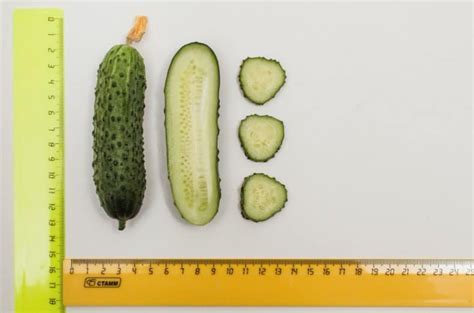 Огурцы "Шоша": характеристика и описание сорта, фото, отзывы