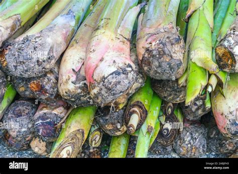 Banana Suckers Under The Ground Is A Big Rhizome Called The Corm
