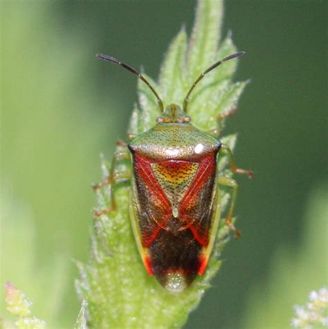 Birch Shieldbug Naturespot