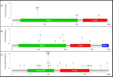 Mutation Map Of Missense Variants A Hla A B Hla B C Hla Drb1 Download Scientific