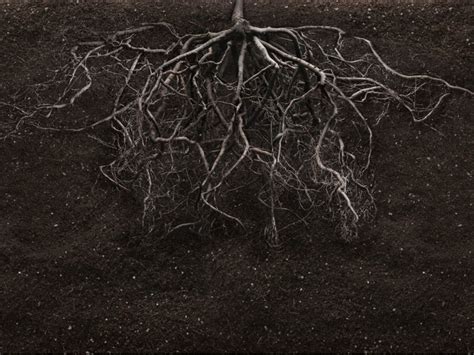 Roots In Plants How Do Plants Grow From Roots Gardening Know How