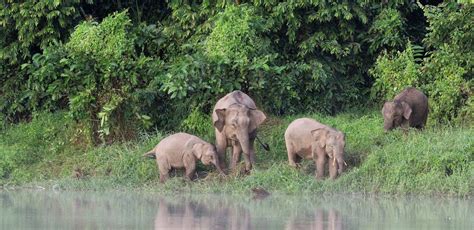 Worldbirder Bornean Pygmy Elephant Photo Essay