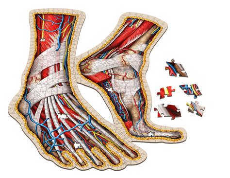 Human Anatomy Organ Puzzle Bundle Unique Shaped Science Puzzles