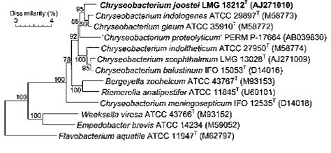 Chryseobacterium Semantic Scholar